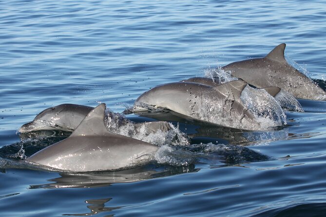 St. Pete Dolphin Watching and Shelling Adventure - Analyzing the Value