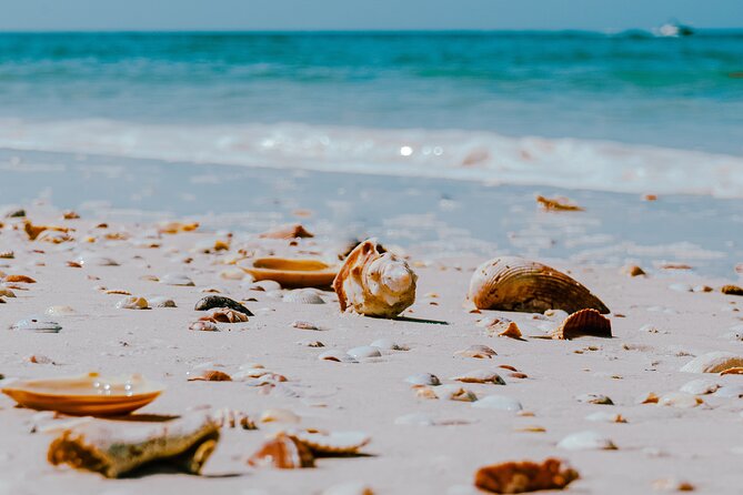 St. Pete Dolphin Watching and Shelling Adventure - Final Thoughts
