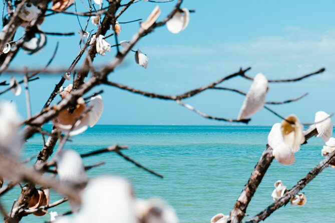 St. Pete Dolphin Watching and Shelling Adventure - Frequently Asked Questions