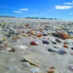 St. Petersburg, FL: 4-Hour Private Beach Tour - Why This Tour Stands Out