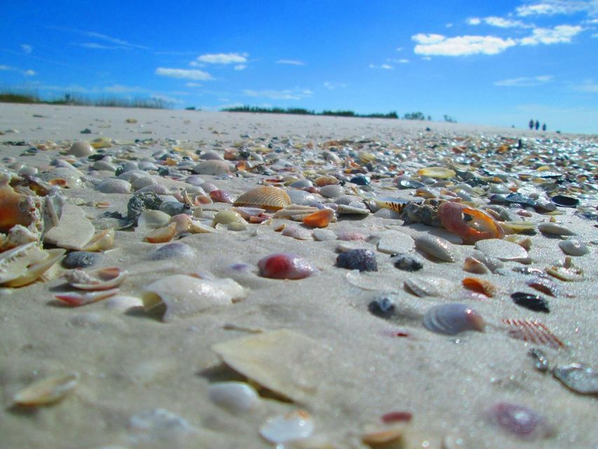 St. Petersburg, FL: 4-Hour Private Beach Tour - Why This Tour Stands Out