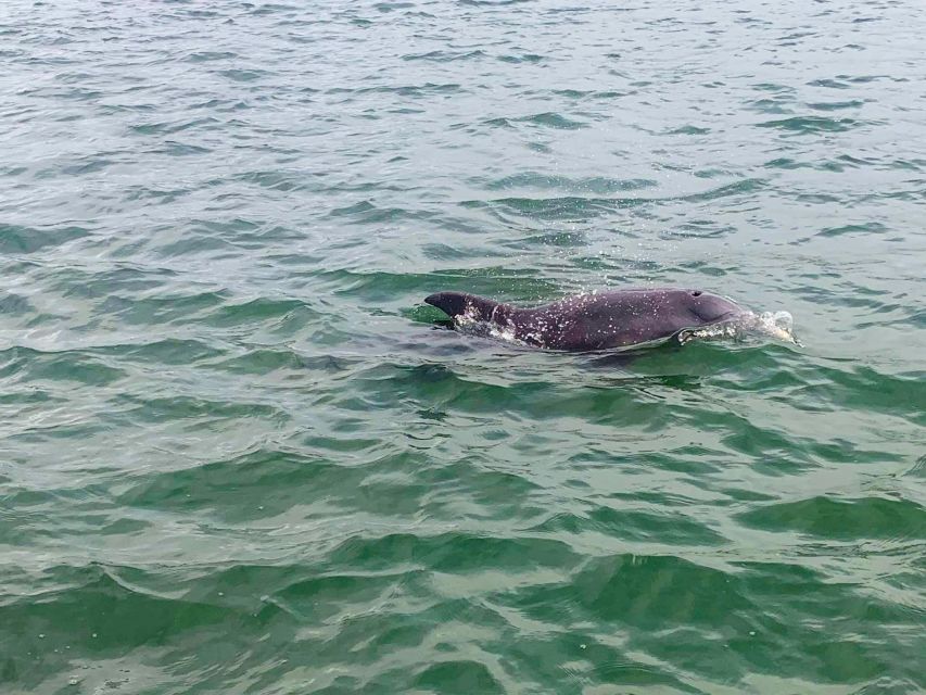 St. Petersburg, FL: 4-Hour Private Beach Tour - The Sum Up