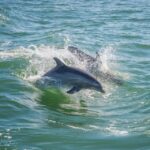 St. Petersburg, FL: Private 2-Hour Dolphin Watching Cruise - The Sum Up