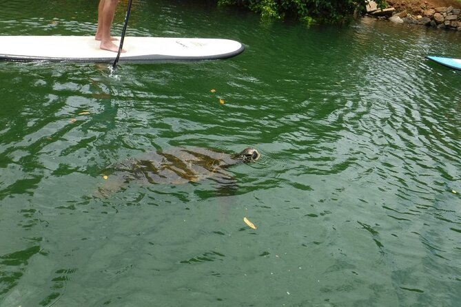 Stand Up Paddle Nature and Turtle tour-Guaranteed to see turtles - What to Expect from the Tour