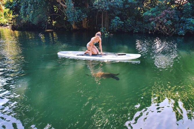 Stand Up Paddle Nature and Turtle tour-Guaranteed to see turtles - What We Love About This Tour