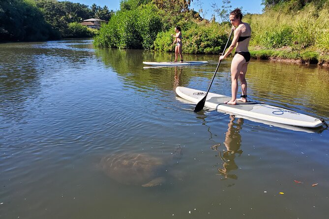 Stand Up Paddle Nature and Turtle tour-Guaranteed to see turtles - FAQ