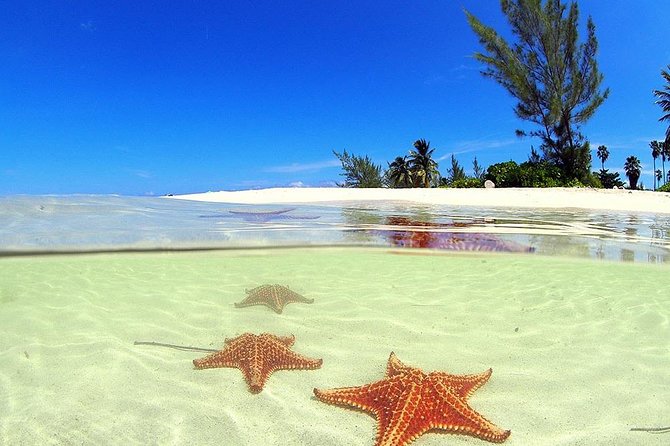 Starfish and Stingray City Fun Tour with Reef Snorkeling- 3 stops - A Deep Dive into the Experience
