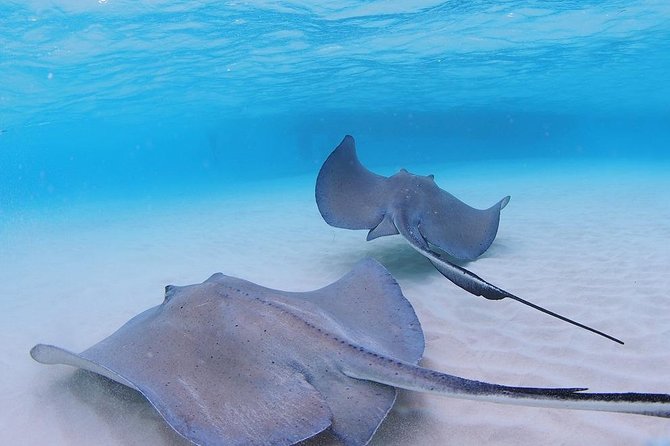 Starfish and Stingray City Fun Tour with Reef Snorkeling- 3 stops - Who is This Tour For?