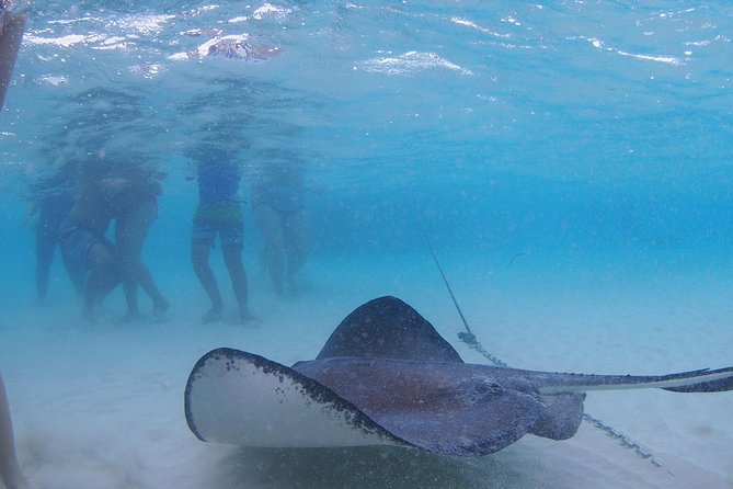 Starfish and Stingray City Fun Tour with Reef Snorkeling- 3 stops - Frequently Asked Questions