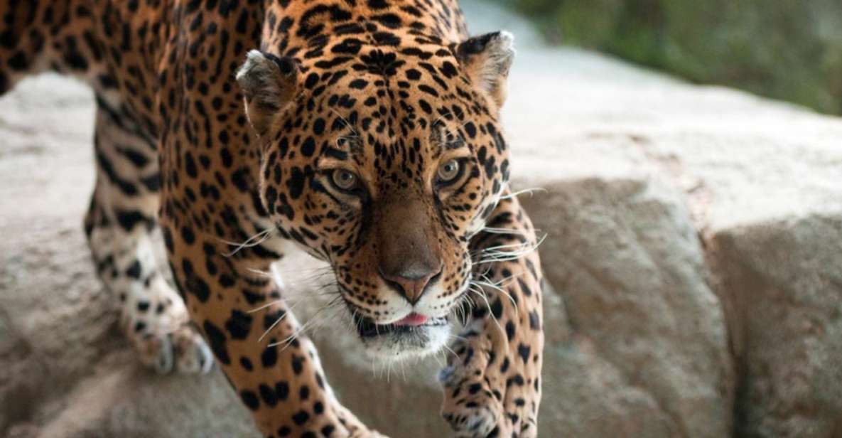 Stoneham, Massachusetts: Stone Zoo Entry Ticket - Key Points