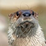 Stoneham, Massachusetts: Stone Zoo Entry Ticket - Why Visit Stone Zoo?