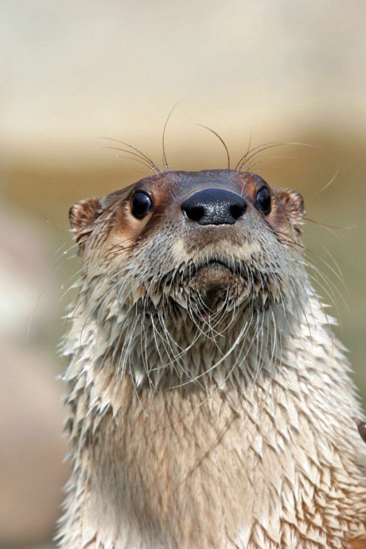 Stoneham, Massachusetts: Stone Zoo Entry Ticket - Why Visit Stone Zoo?