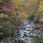Stroll Back in Time Smokies History Streams and Forest Hike - Why This Tour Offers Serious Value