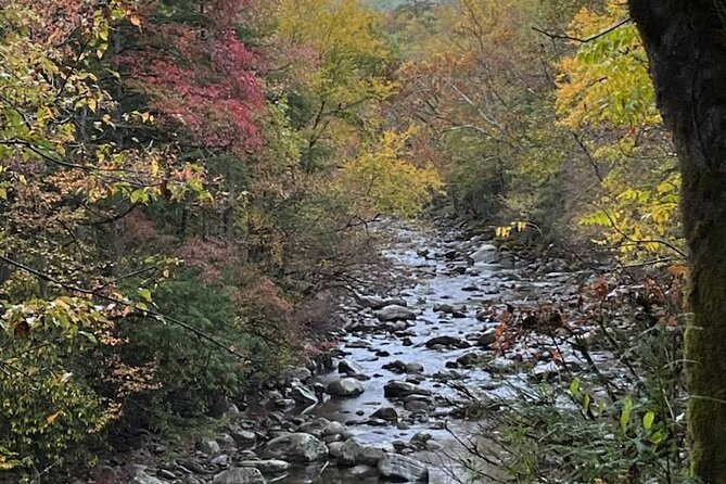Stroll Back in Time Smokies History Streams and Forest Hike - Why This Tour Offers Serious Value