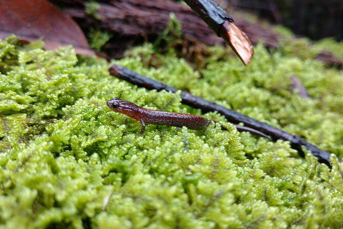 Stroll Back in Time Smokies History Streams and Forest Hike - Frequently Asked Questions (FAQs)