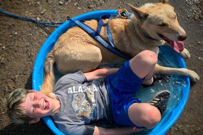 Summer Dog Sledding Adventure in Willow, Alaska - An Overview of the Summer Dog Sledding Experience