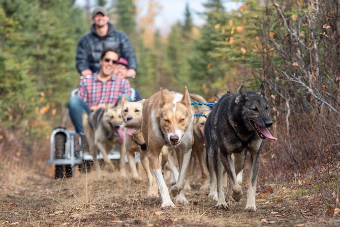 Summer Dog Sledding Adventure in Willow, Alaska - What to Expect from the Tour Itinerary