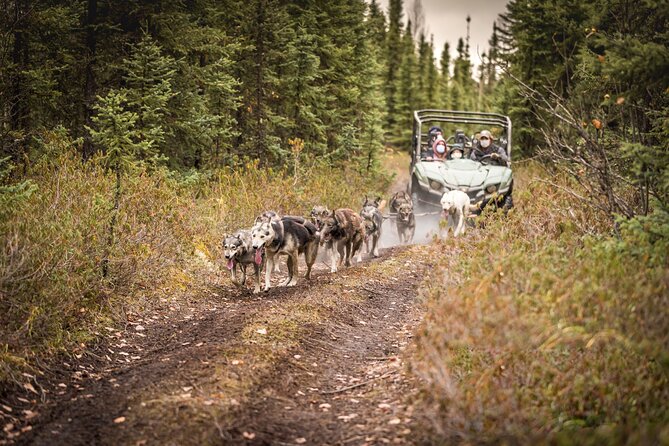 Summer Mushing Cart Ride & Kennel Tour - Final Thoughts: Who Will Love This Experience?