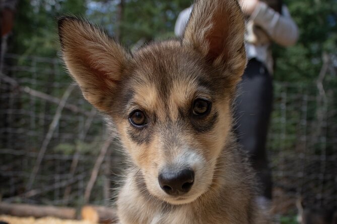Summer Mushing Cart Ride & Kennel Tour - FAQ