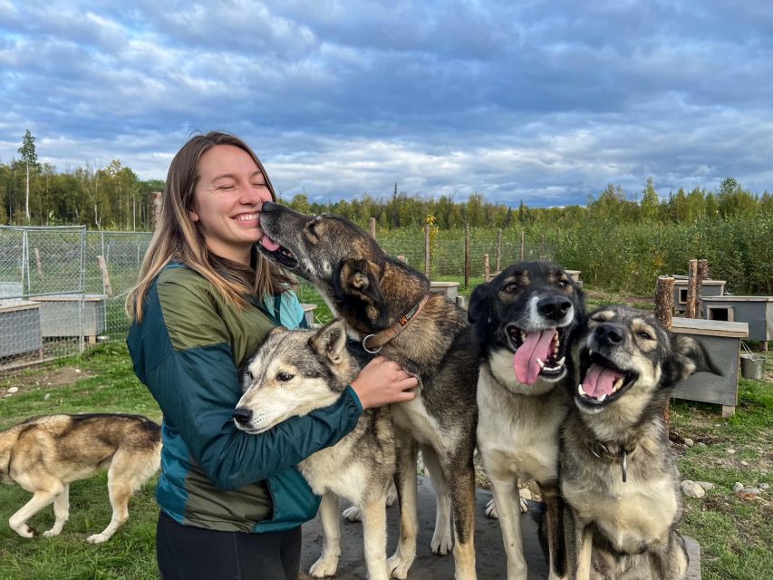 Summer Sled Dog Kennel Tour - A Deep Dive into the Sled Dog Kennel Experience