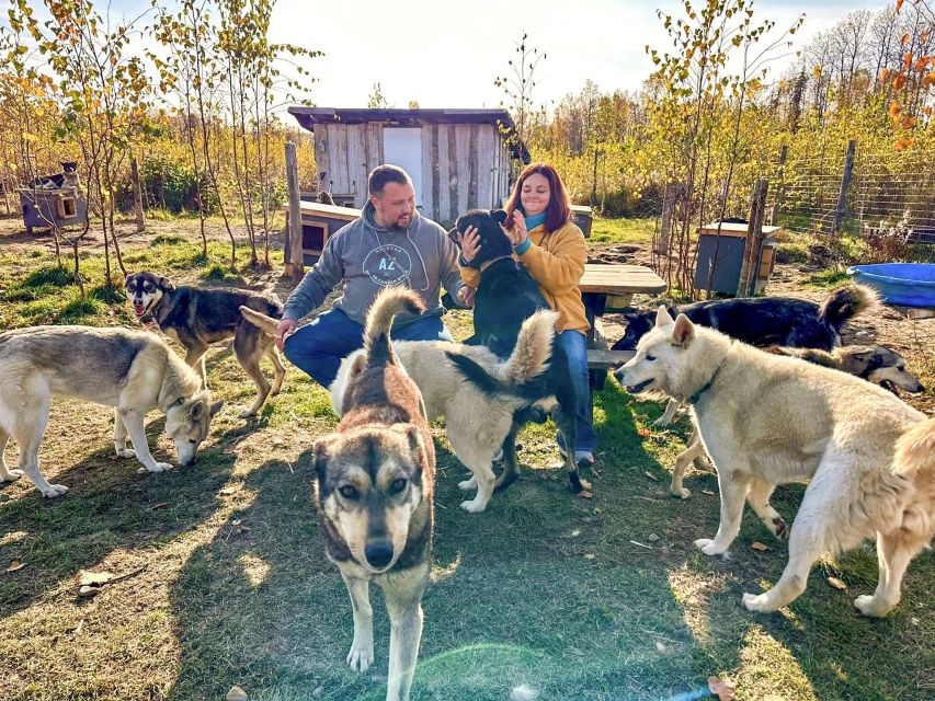 Summer Sled Dog Kennel Tour - Why You Should Consider This Tour