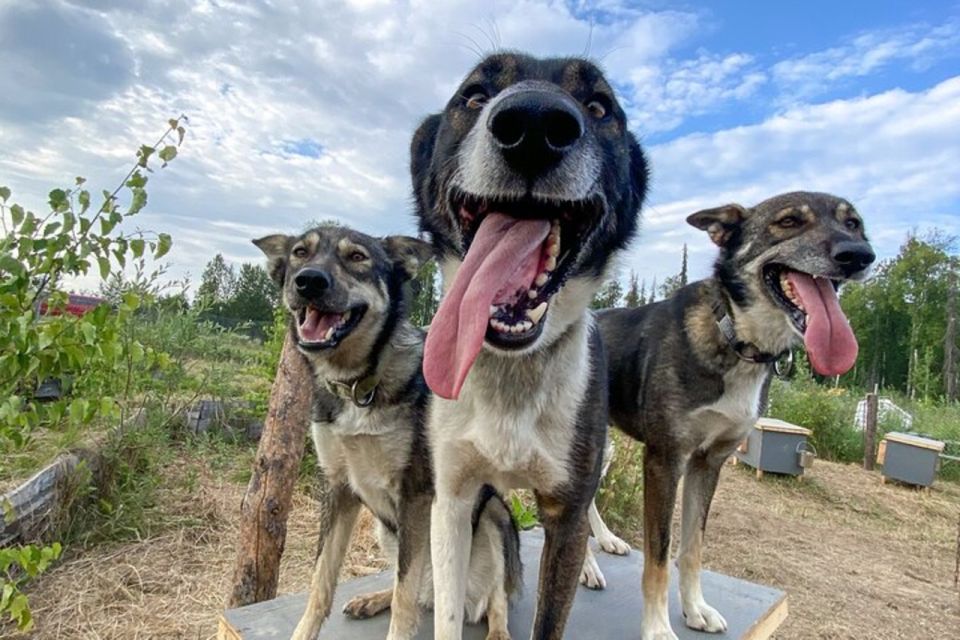 Summer Sled Dog Kennel Tour - The Sum Up