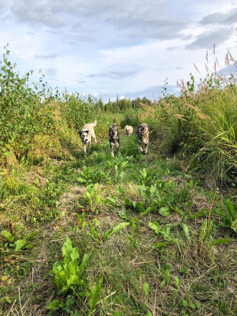 Summer Sled Dog Kennel Tour - FAQ