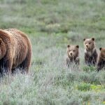 Sunrise 4-Hour Grand Teton Wildlife Adventure - The Itinerary: What to Expect
