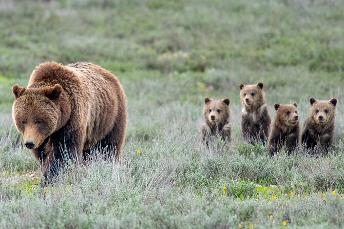 Sunrise 4-Hour Grand Teton Wildlife Adventure - The Itinerary: What to Expect