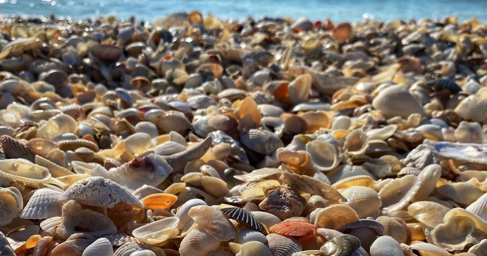 Sunrise and Shine 10,000 Islands Shelling Tour - Key Points