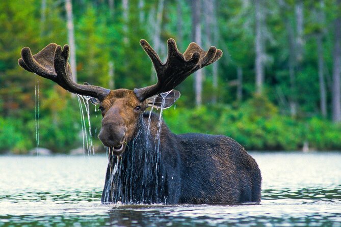 Sunset 4-Hour Grand Teton Wildlife Adventure - Why This Wildlife Adventure Stands Out