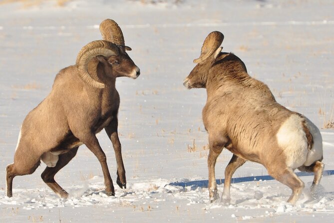 Sunset 4-Hour Grand Teton Wildlife Adventure - Included Amenities and Additional Costs