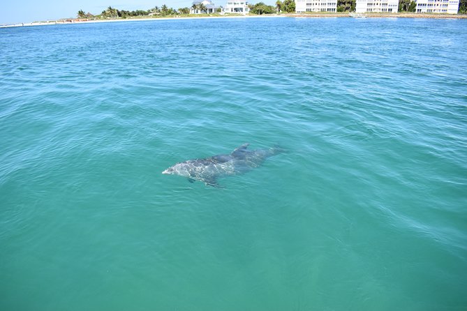 Sunset and Dolphin Cruise around Fort Myers Beach - Final thoughts