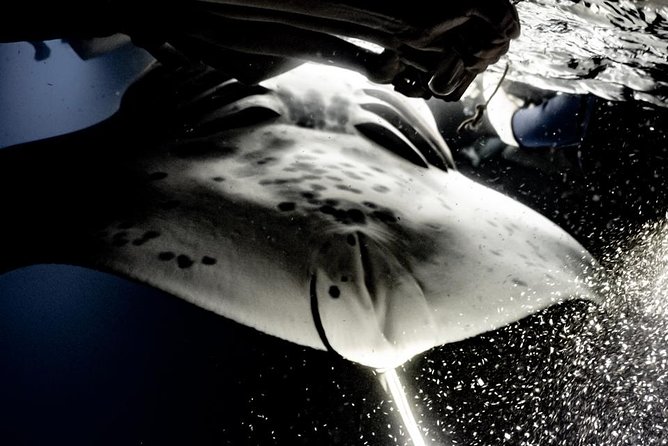 Sunset and Manta Ray Snorkel Adventure - The Itinerary: What to Expect