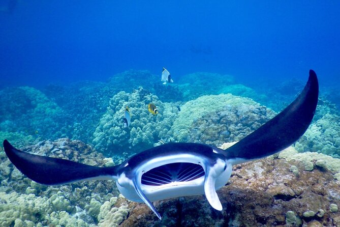 Sunset and Manta Ray Snorkel Adventure - The Sum Up