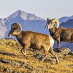 Sunset and Night Photography Tour on Trail Ridge Road - The Itinerary and What You Can Expect