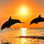 Sunset Bioluminescent Comb Jelly & Dolphin Tour - Why This Tour Is Worth It