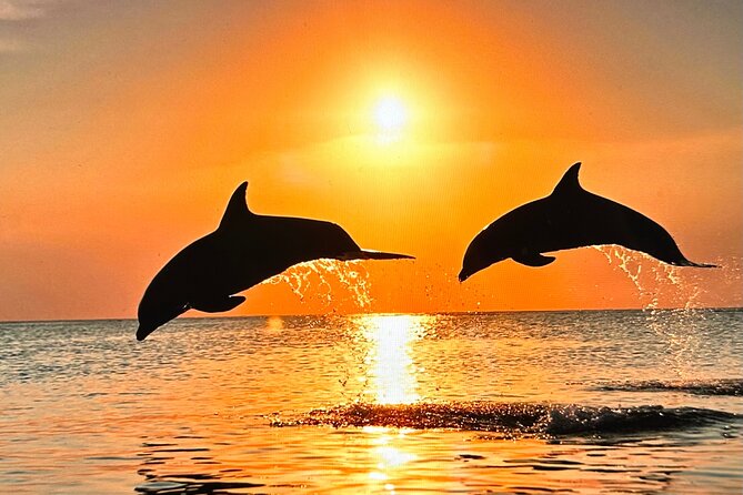 Sunset Bioluminescent Comb Jelly & Dolphin Tour - Why This Tour Is Worth It
