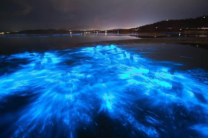 Sunset Bioluminescent Comb Jelly & Dolphin Tour - Who This Tour Is Best For