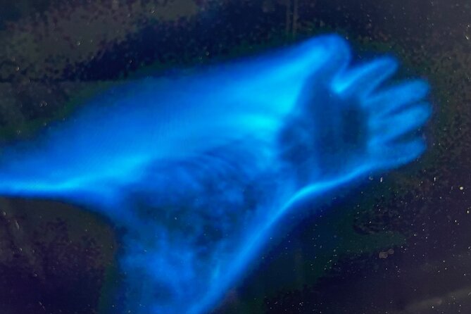 Sunset Bioluminescent Comb Jelly & Dolphin Tour - FAQ