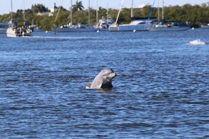 Sunset Dolphin Cruise with Sanibel Lighthouse Views - Key Points