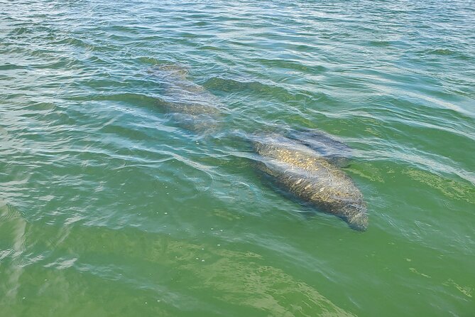 Sunset Dolphin Cruise with Sanibel Lighthouse Views - FAQs
