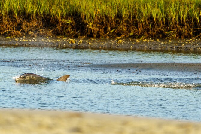 Sunset Dolphin Eco Tour - What to Expect from the Tour Itinerary
