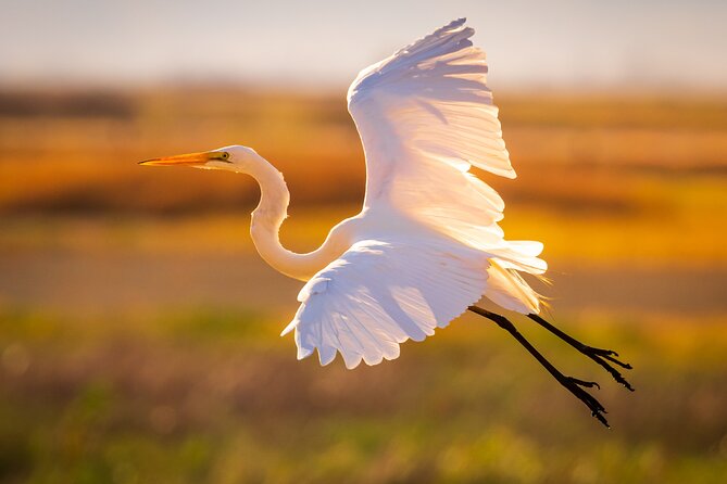 Sunset Dolphin Eco Tour - The Value for Money