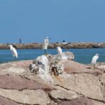 Sunset Dolphin Watch Tour - Who Will Love This Tour?