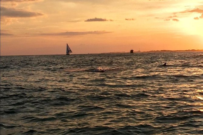 Sunset Dolphin Watching Cruise in Destin Harbor - What the Reviews Say