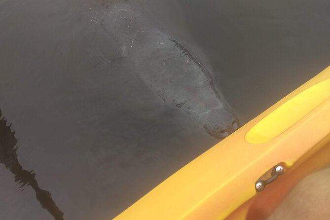 Sunset kayaking tour at Manatee Cove with Manatee & Dolphin sightings - Who Should Book This Tour?