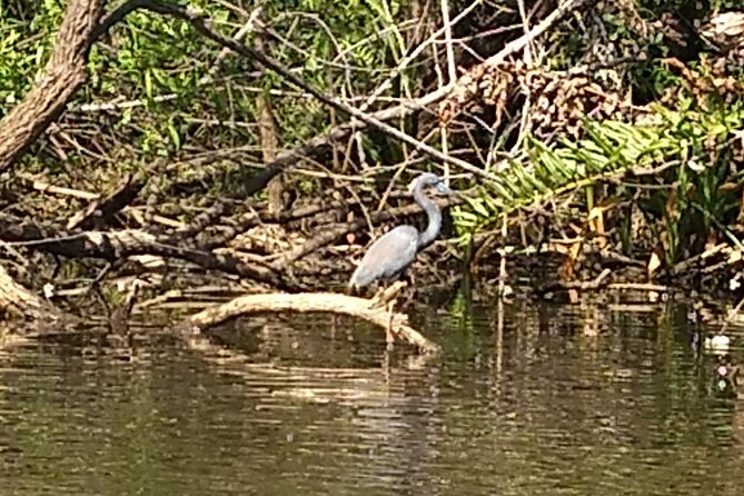 Sunset kayaking tour at Manatee Cove with Manatee & Dolphin sightings - Final Thoughts