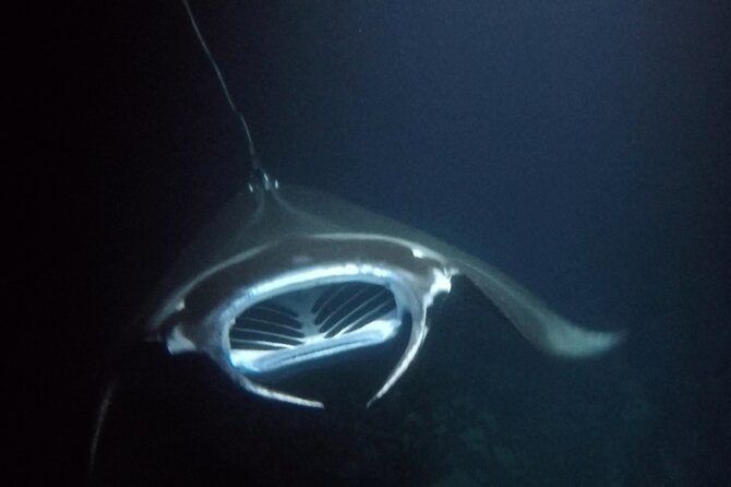 Sunset Manta Ray Tour in Kailua-Kona - The Details That Make a Difference