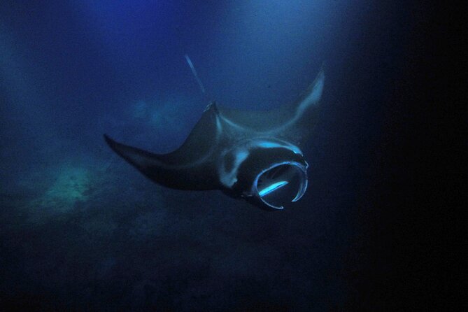 Sunset Manta Ray Tour in Kailua-Kona - Who Should Book This Tour?